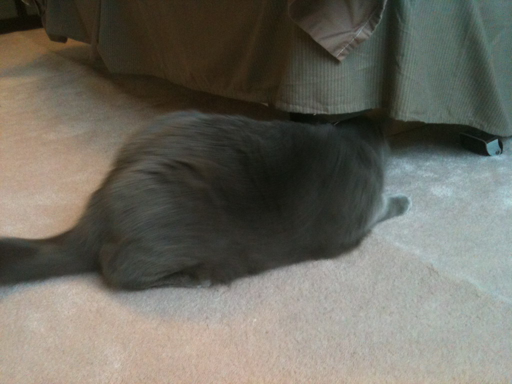 DIY wood project - Blocking cats from hiding under the bed and couch ...