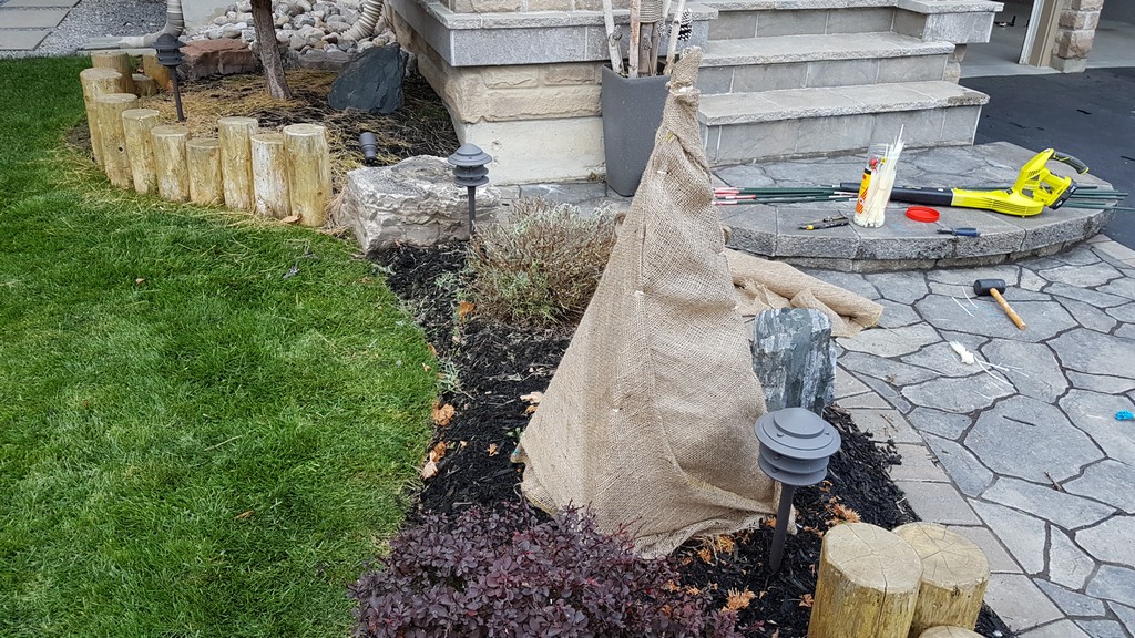 How to use burlap to wrap trees/plants for Christmas and winter ...