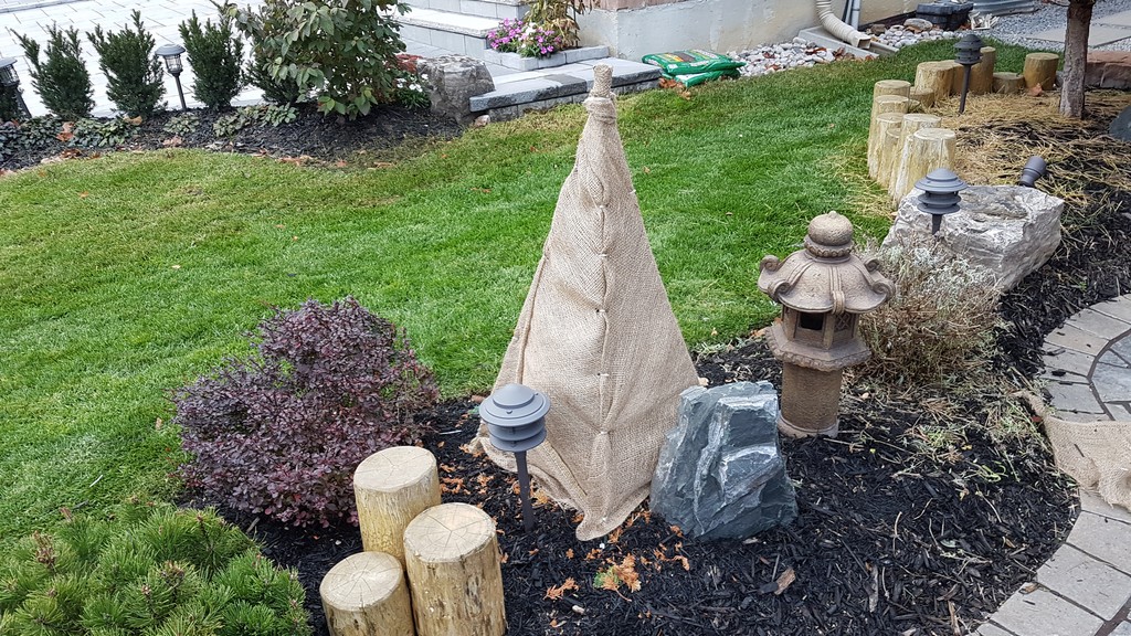 How to use burlap to wrap trees/plants for Christmas and winter ...