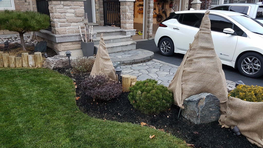 How to use burlap to wrap trees/plants for Christmas and winter ...