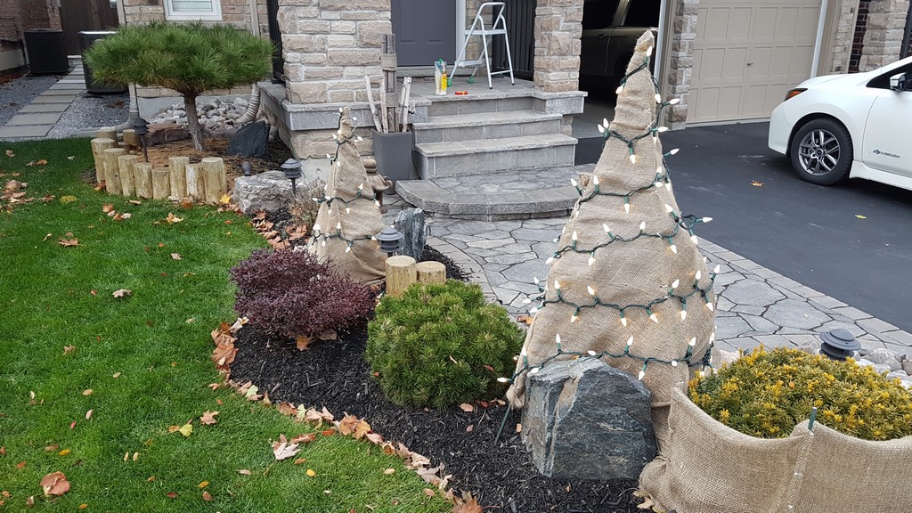 How to use burlap to wrap trees/plants for Christmas and winter ...