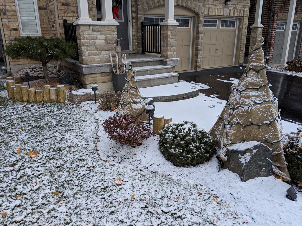 How to use burlap to wrap trees/plants for Christmas and winter ...